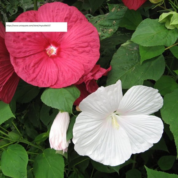 Seeds | Accents | Rose Mallow Flower Seeds Bogo | Poshmark